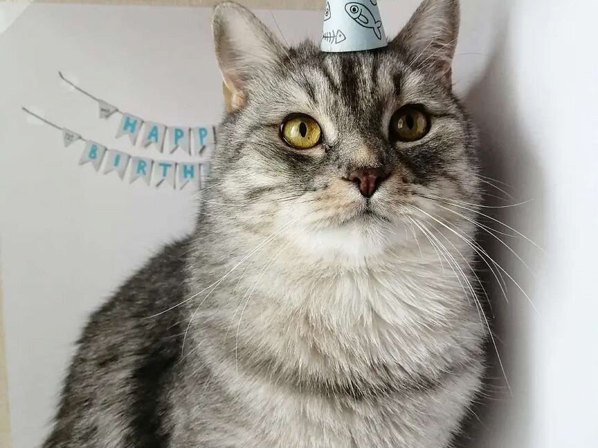 Набор для празднования дня рождения кота