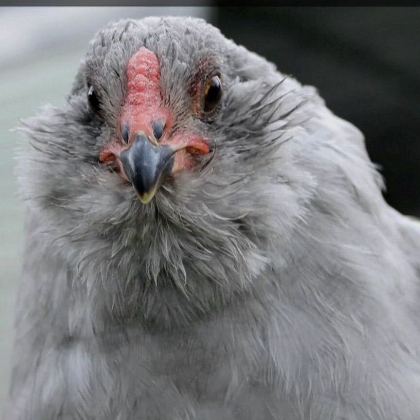 Куры амераукана