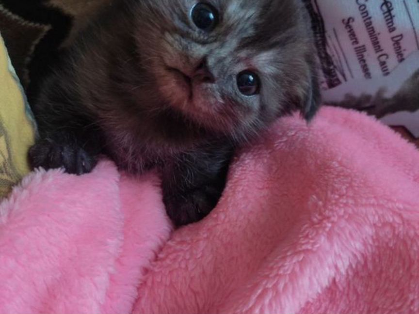 Кошка вислоухая