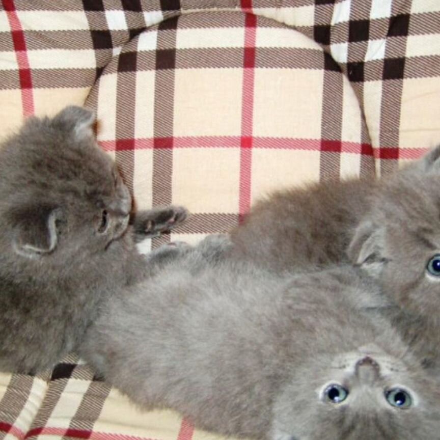 Шотландские вислоухие котята
