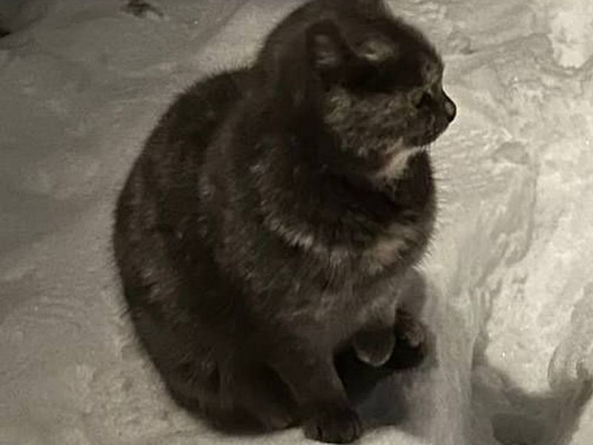 SOS Котята в коробке в СНТ замёрзнут