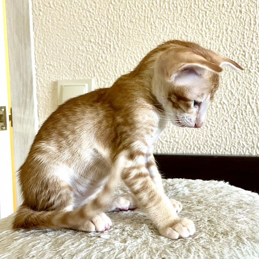 Ориентальные котята WCF