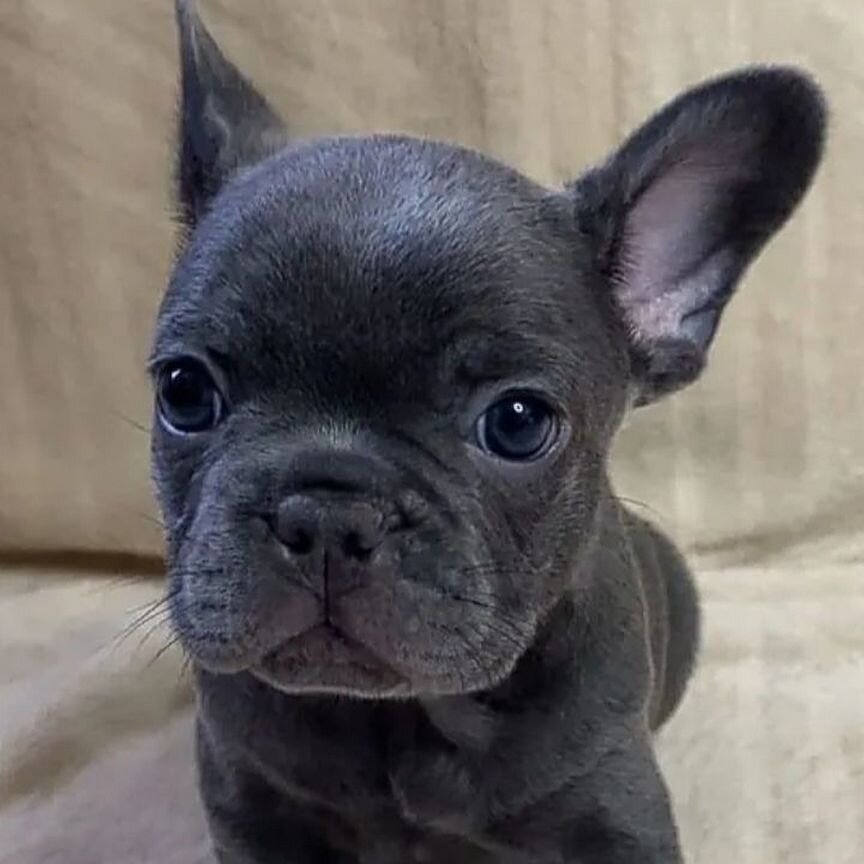 Французский бульдог, щенок