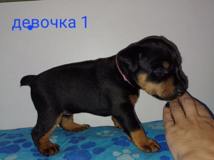 Щенки ягдтерьера