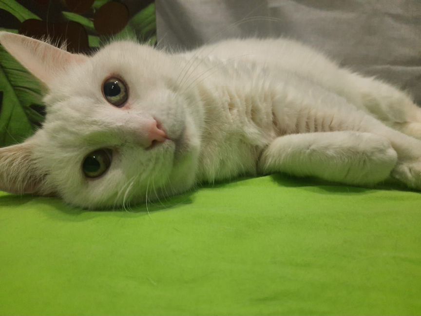 Кошечка для спокойной семьи