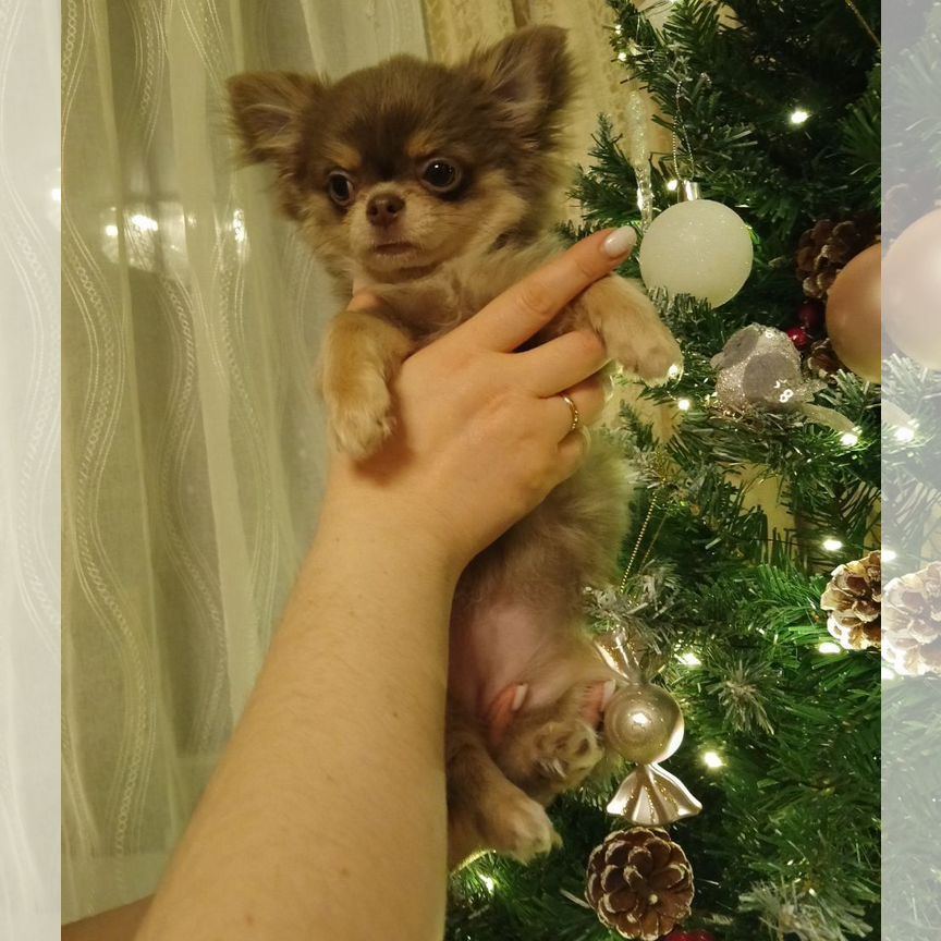 Чихуахуа, щенок