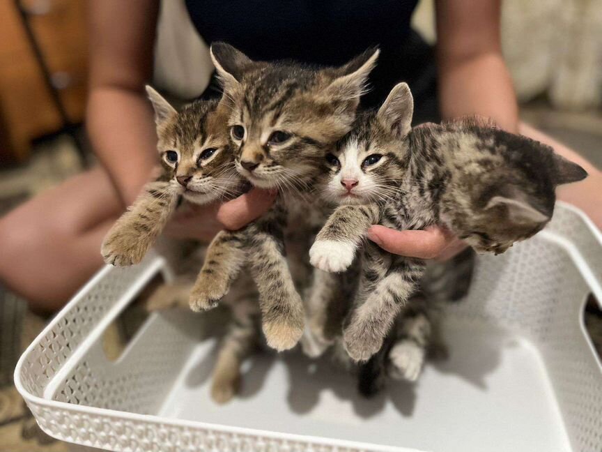 Котята бенгалки