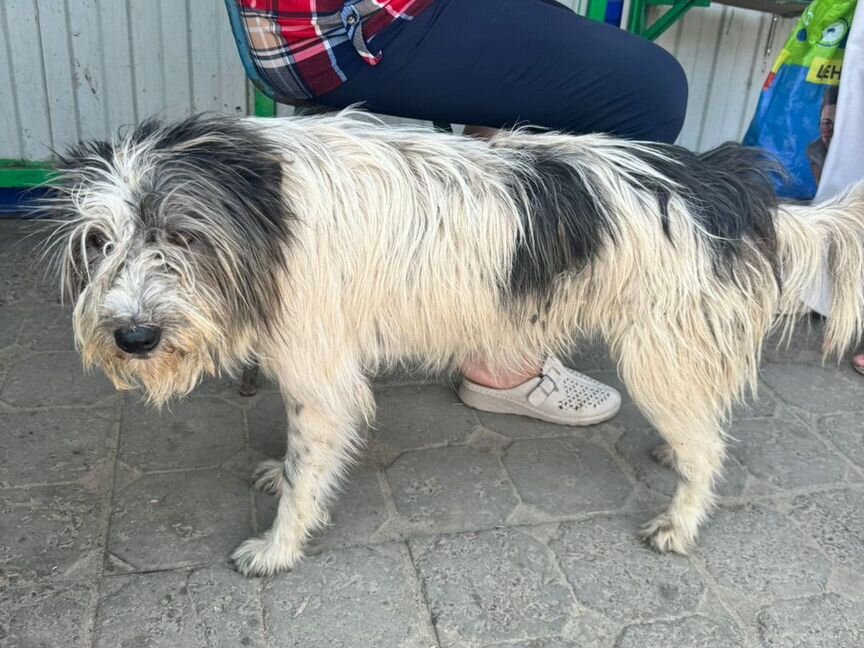 Песик в добрые руки бесплатно