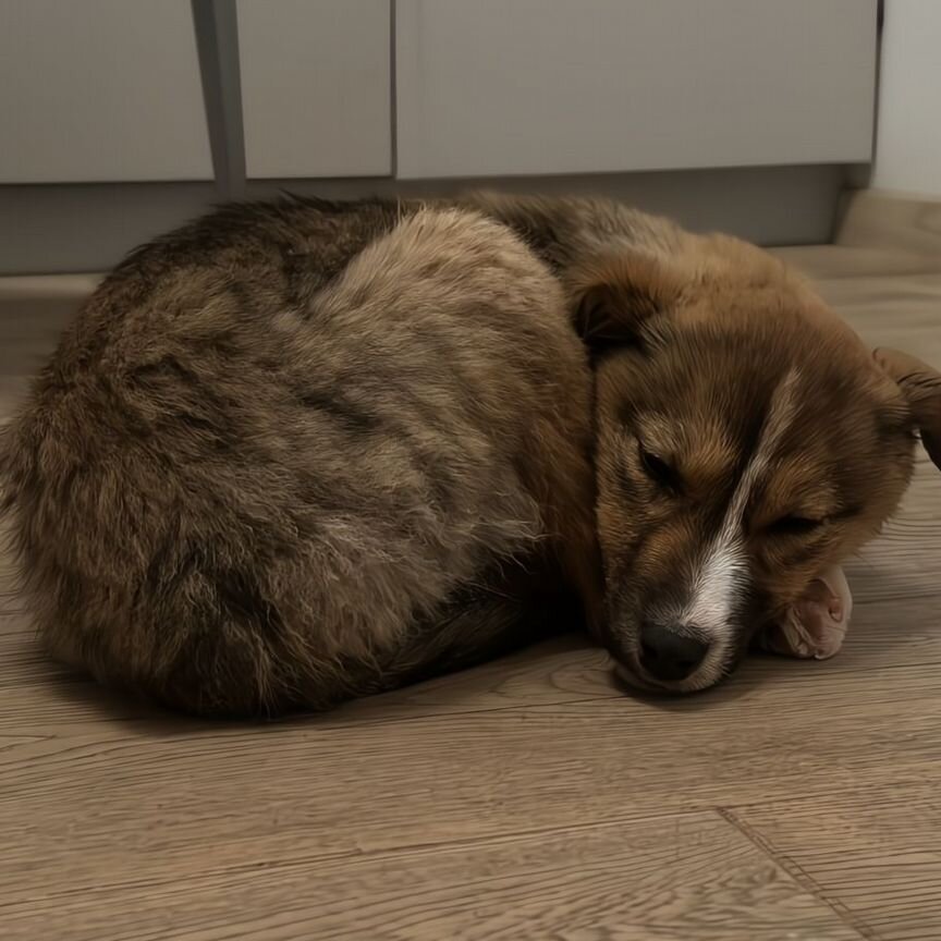 Щенок в добрые руки