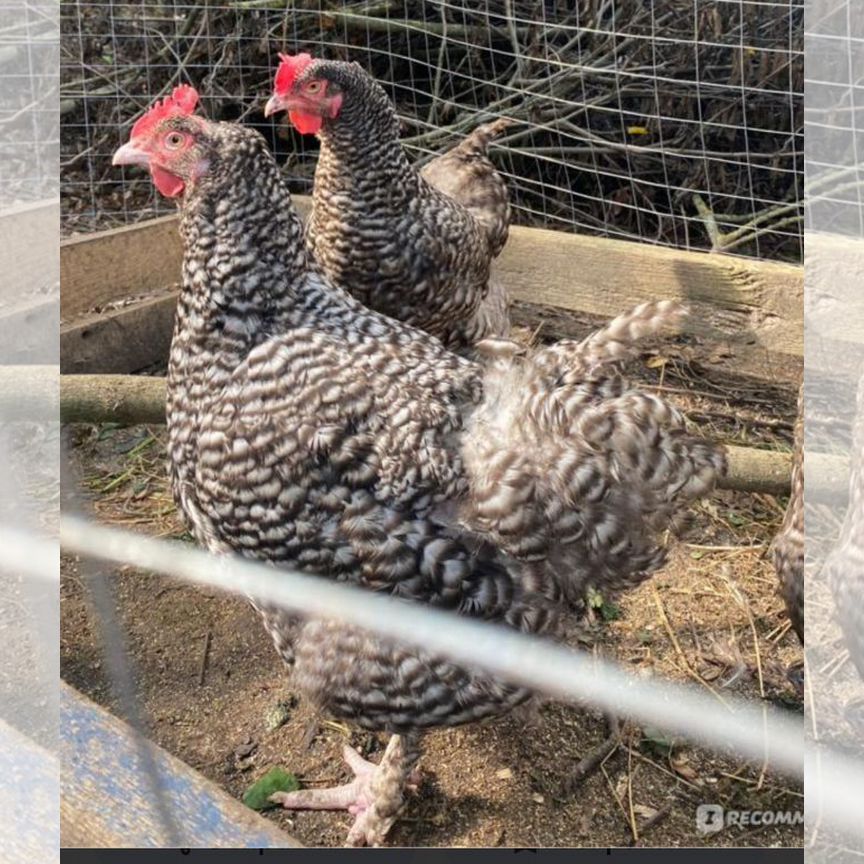 Мехеленская кукушка(птенцы)