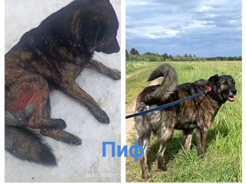 Помогите выжить