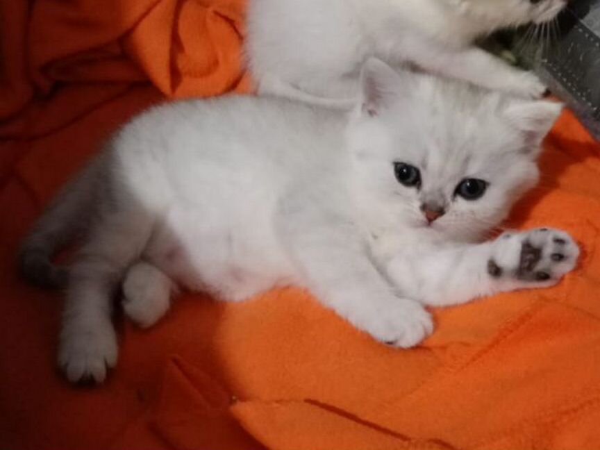 Британские котята
