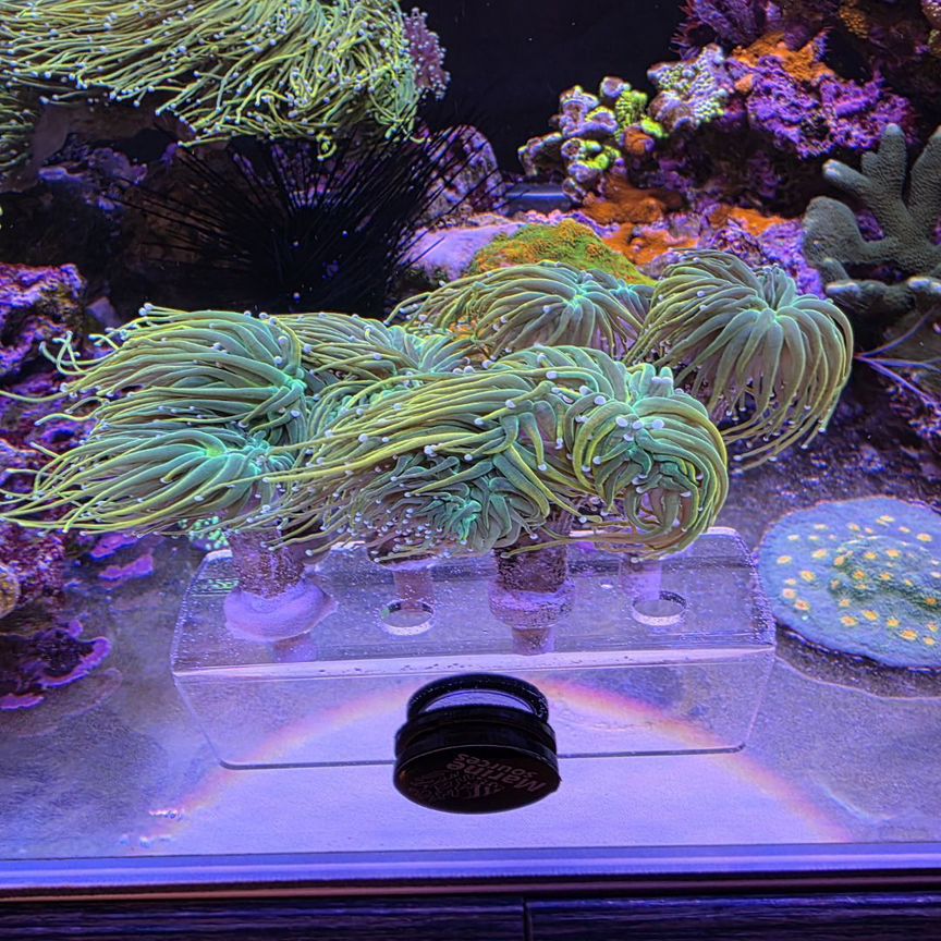 Кораллы Холи Грааль торч (Holi Grail)