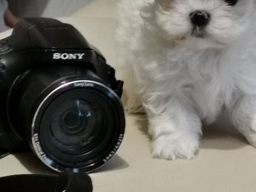 Мальтийская болонка девочка