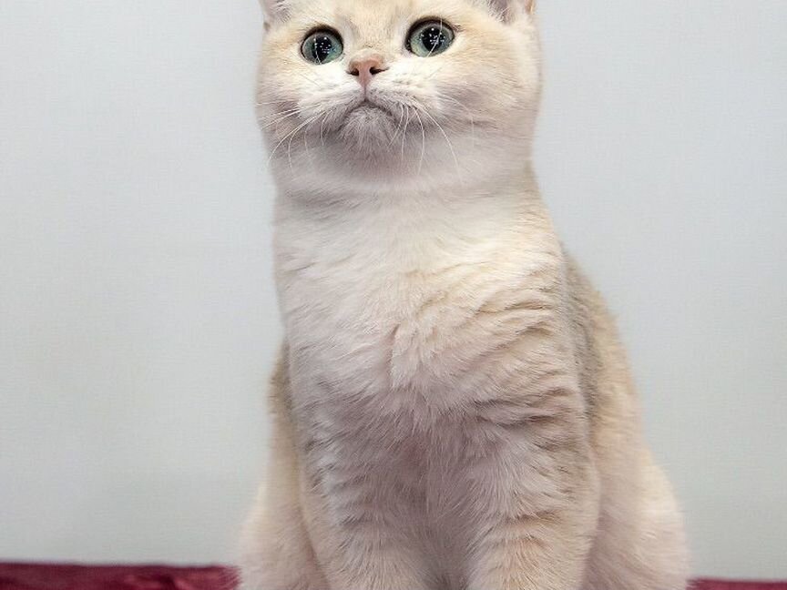 Котята золотая шиншилла