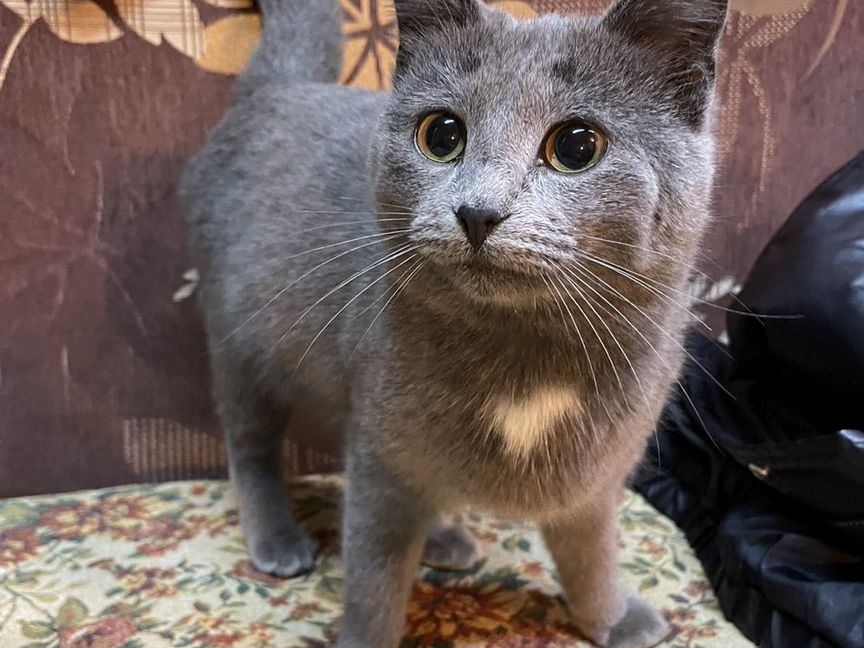 Кошечка в добрые руки