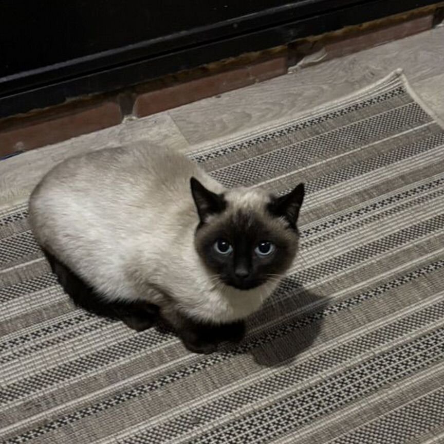 Тайский котёнок