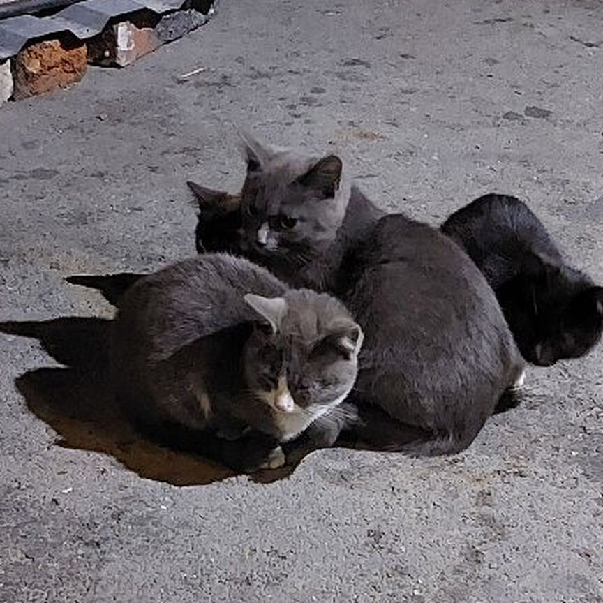 Котята в добрые руки