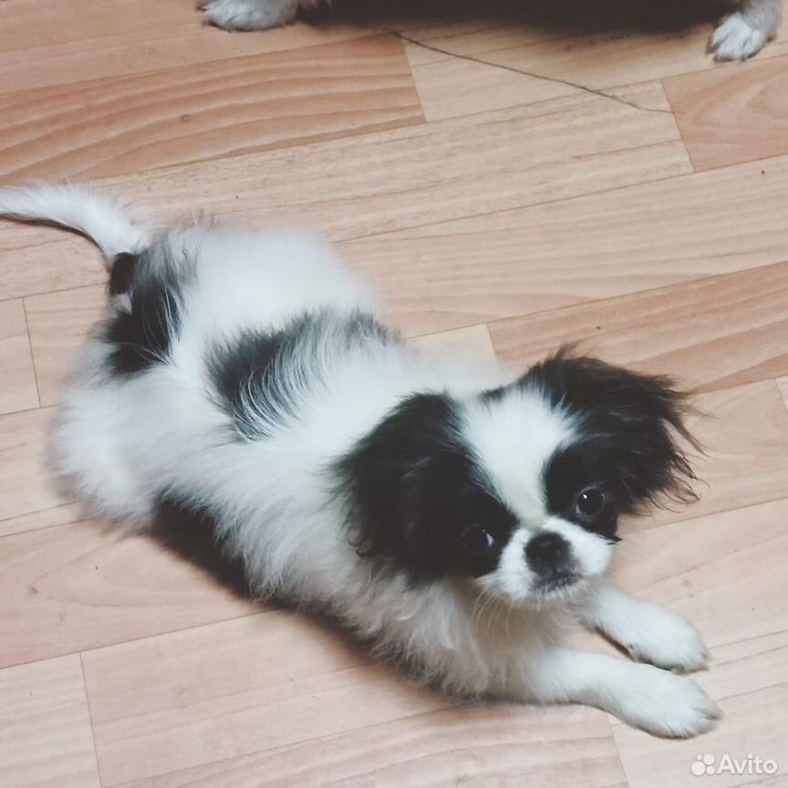 Японский хин девчуля