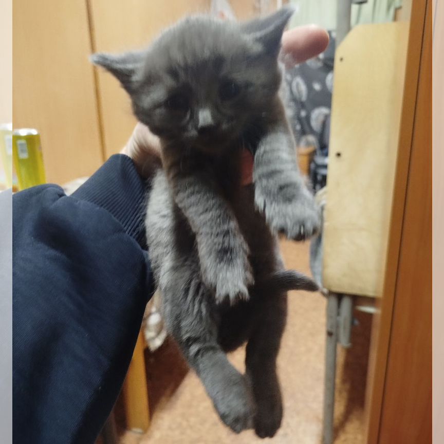 Ориентальный котёнок