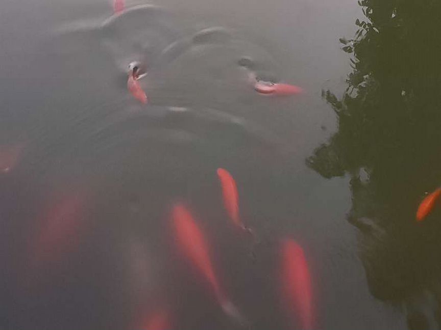 Караси кометы