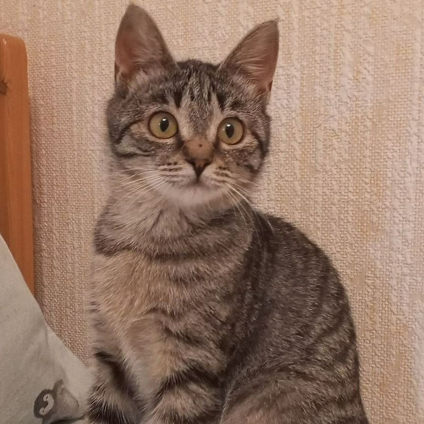 Малышка Шери/ котёнок / 4 месяца