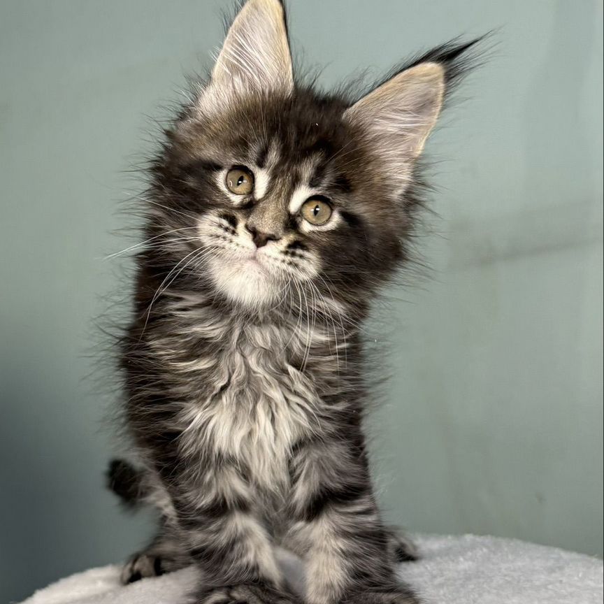 Мейн-кун котёнок