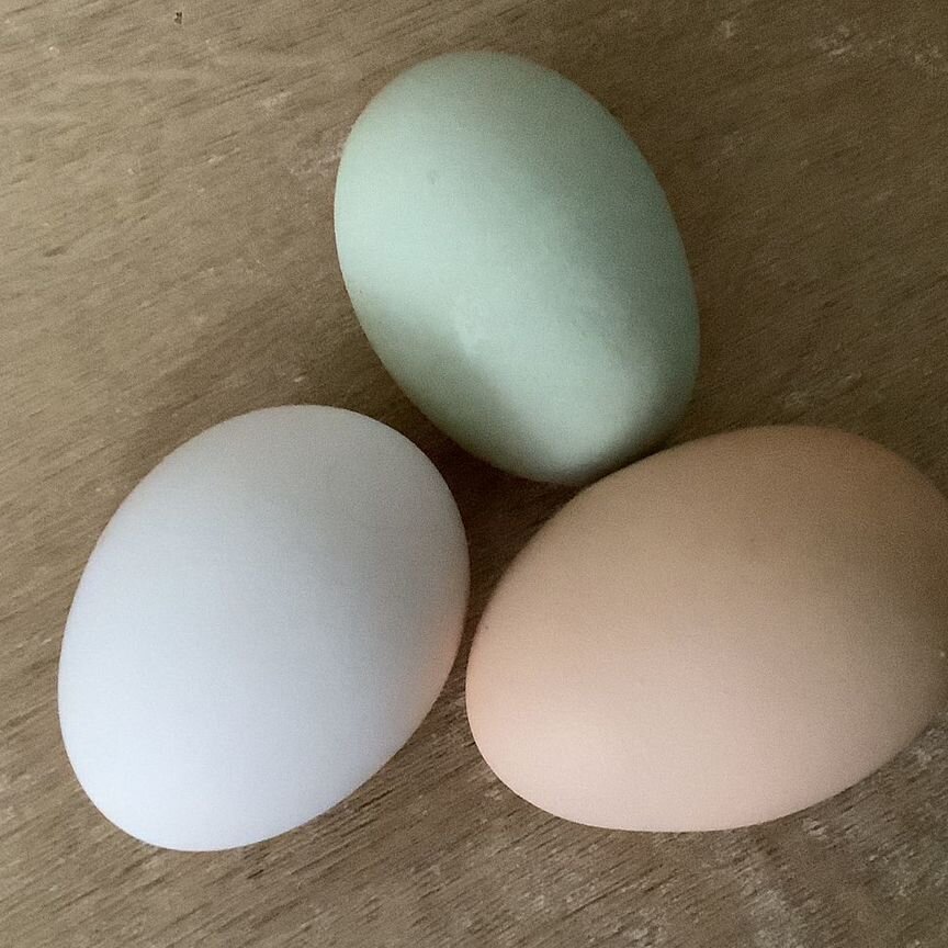 Инкубационное яйцо кур