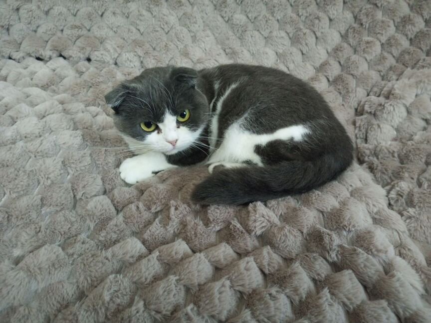 Кошка