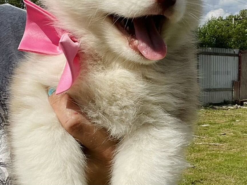 Щенки Помски