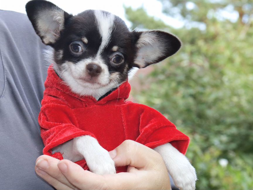 Миранд.Красотка чихуахуа с доставкой и видео