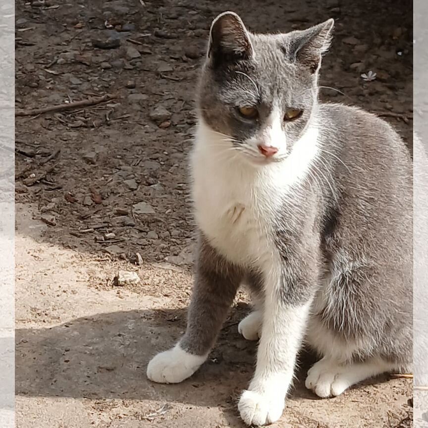 Котик 7-8 месяцев