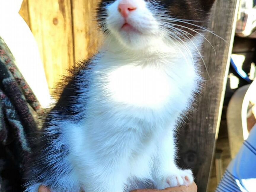 Особенная кошечка 2.5 мес ищет добрые руки