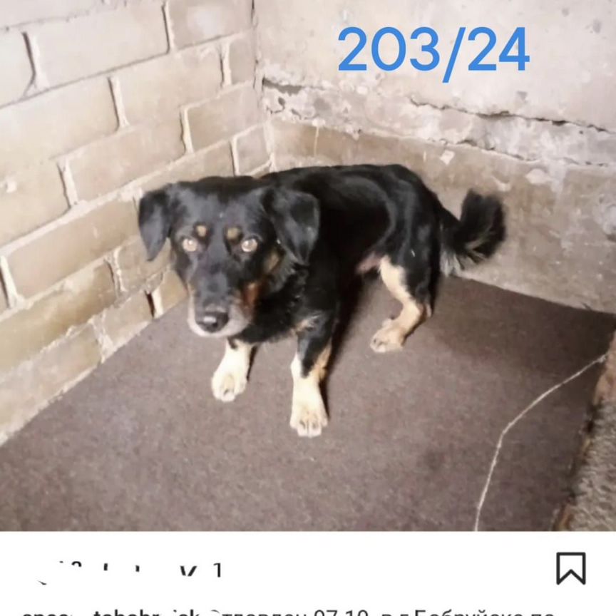 В добрые руки