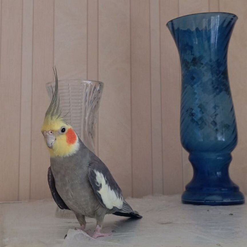 Попугай корелла с клеткой