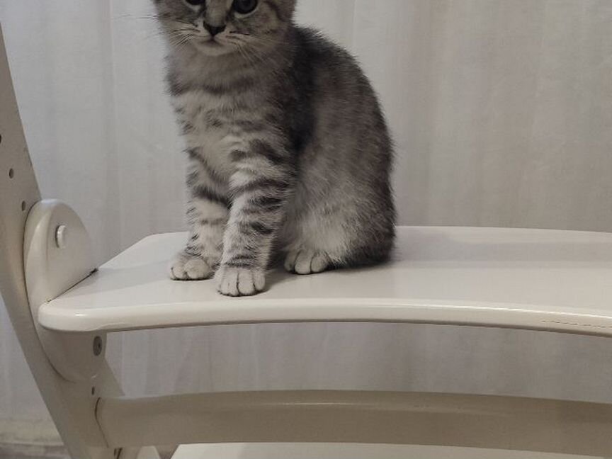 Котенок в добрые руки