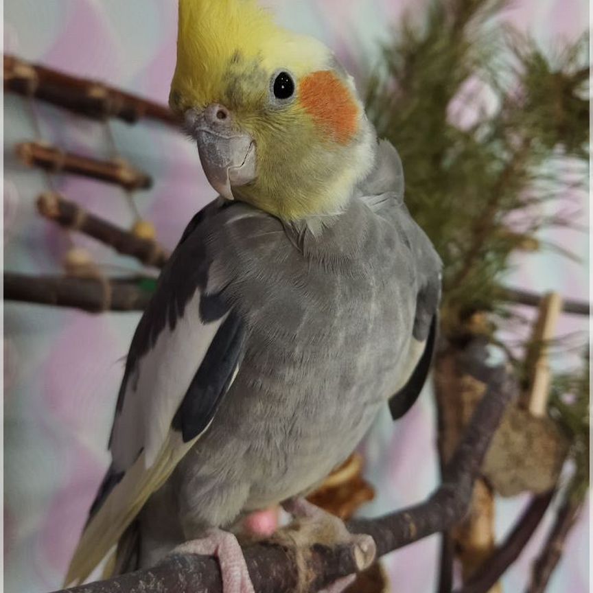 Попугай корелла