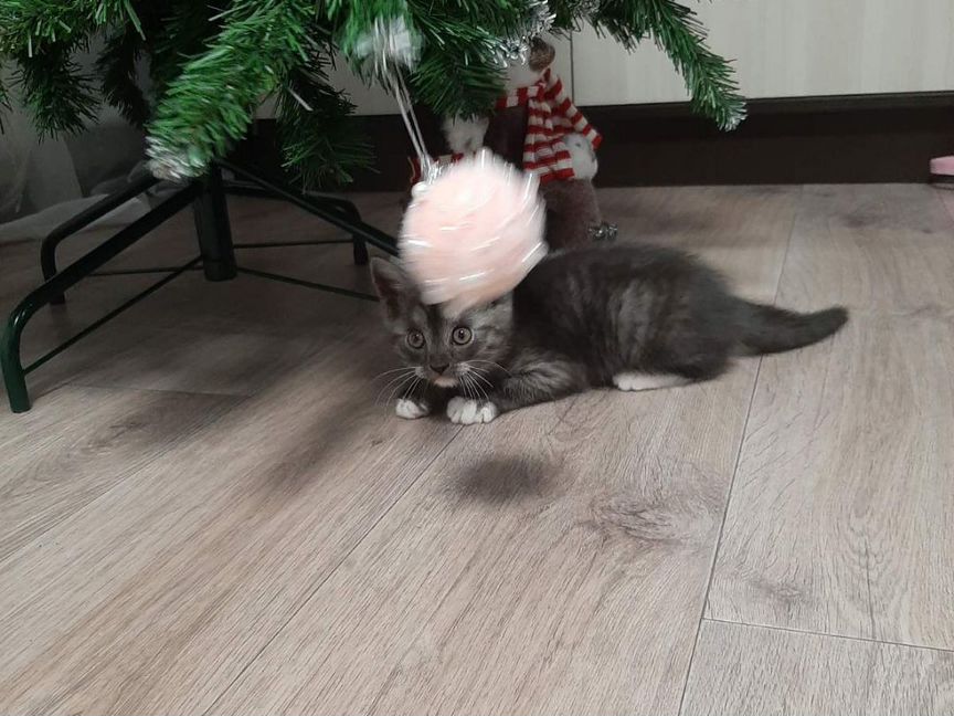 Кошка в дар бесплатно