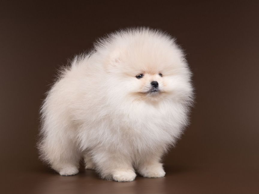 Померанский шпиц