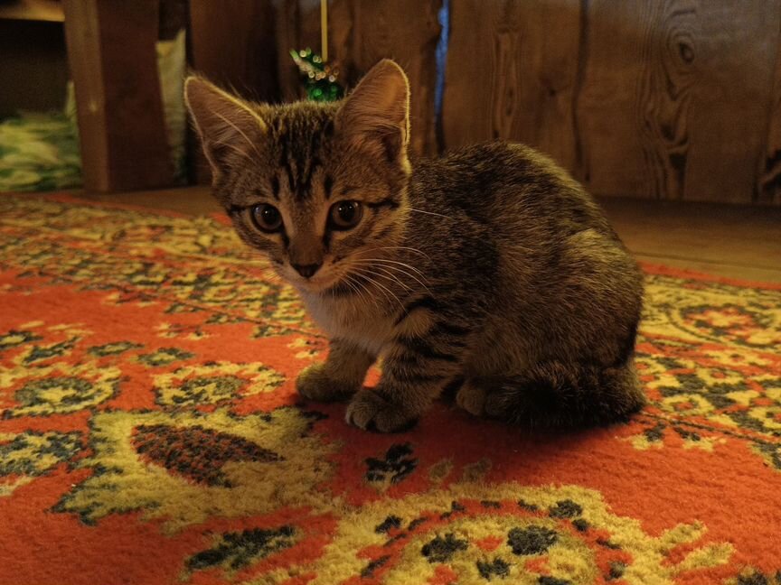 Котики бесплатно