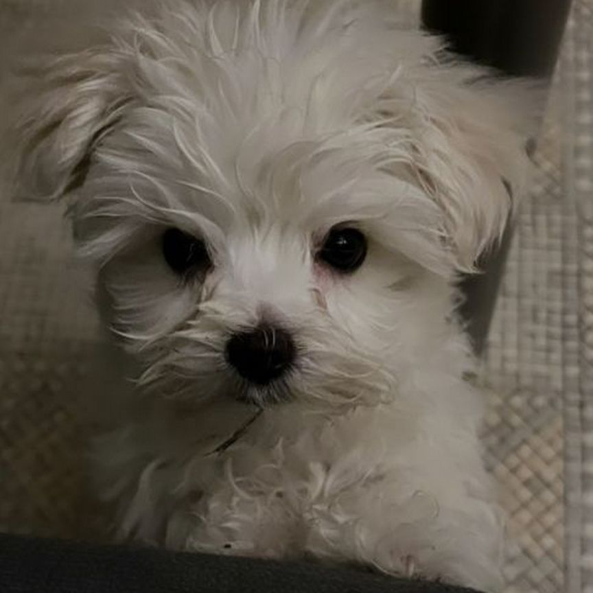 Мальтийская болонка мальчик