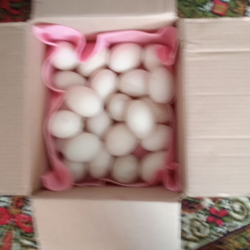 Отдам бесплатно яйца