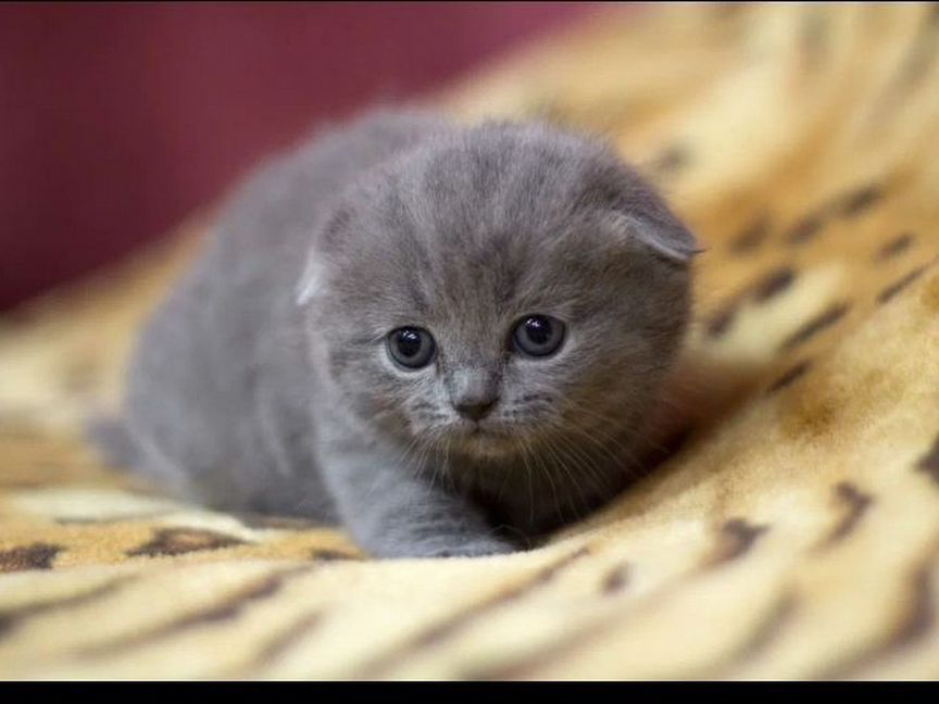 Шатланские котята