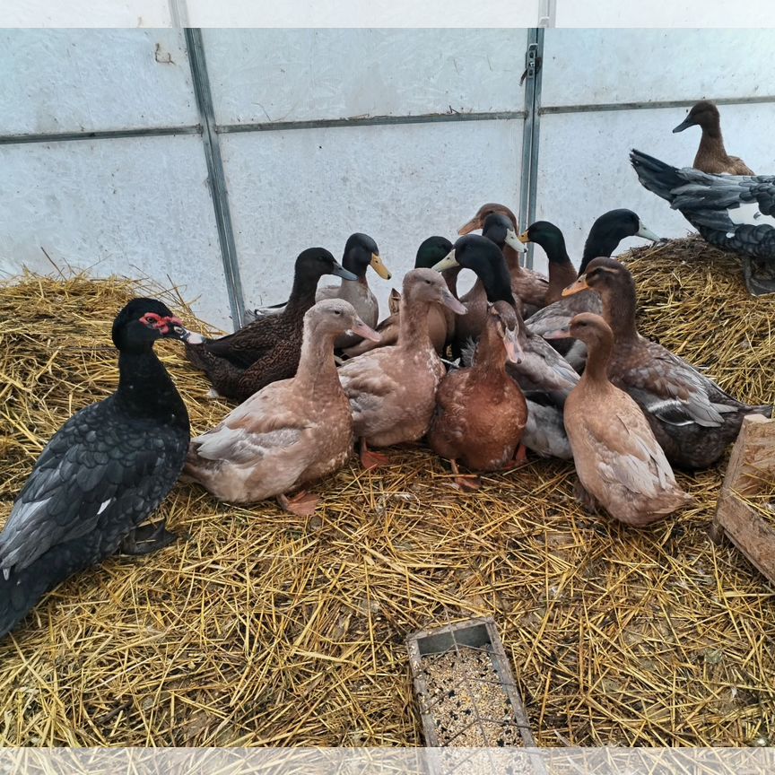 Руанская утка