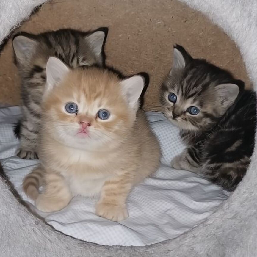 Британский короткошёрстный котёнок