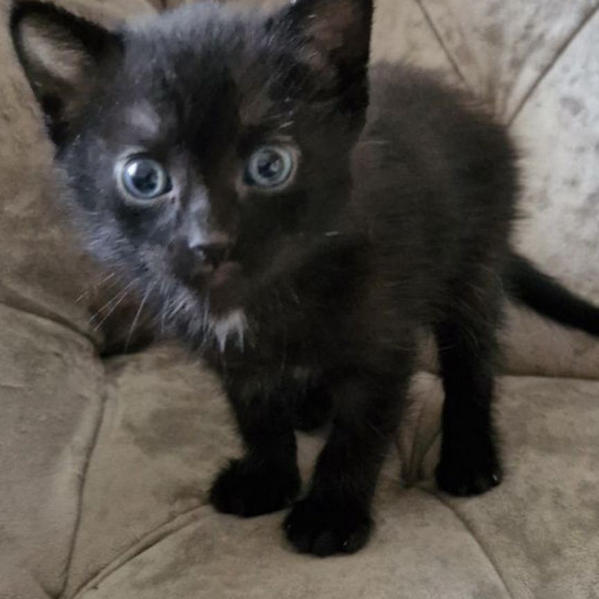Котята отдам бесплатно