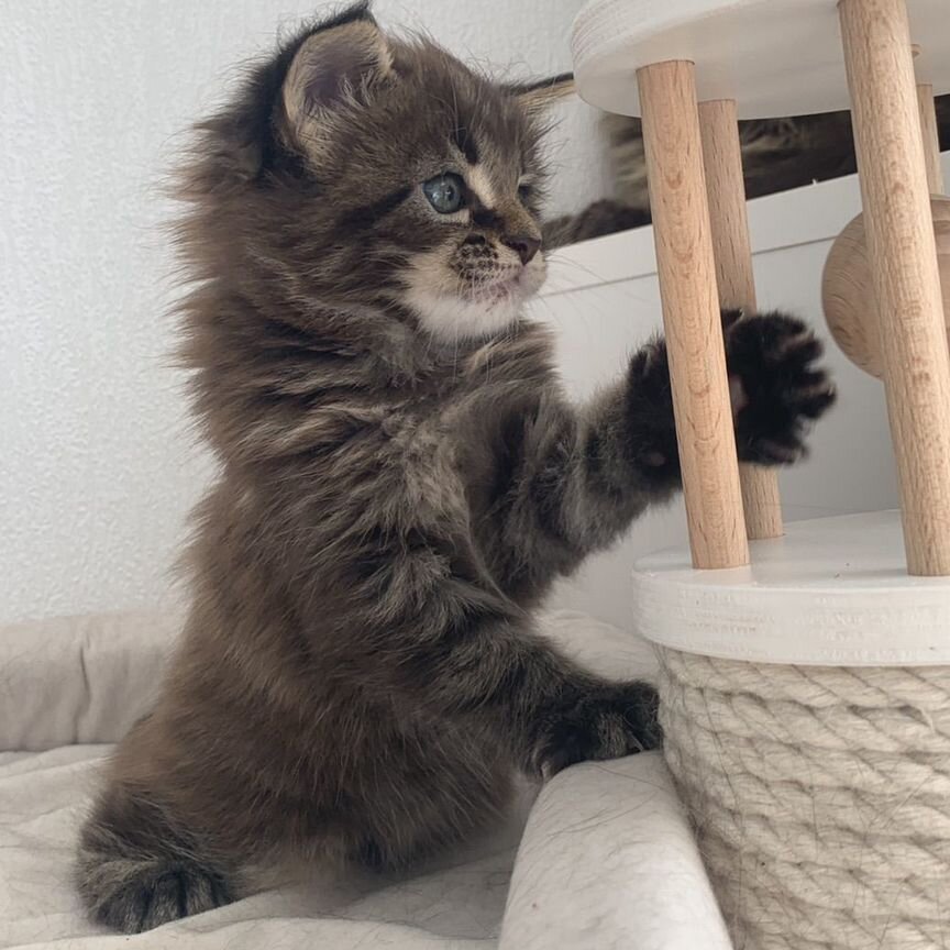 Мейн-кун котёнок