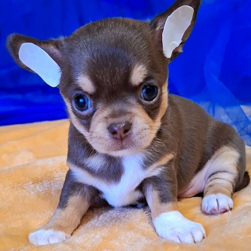 Чихуахуа, щенок