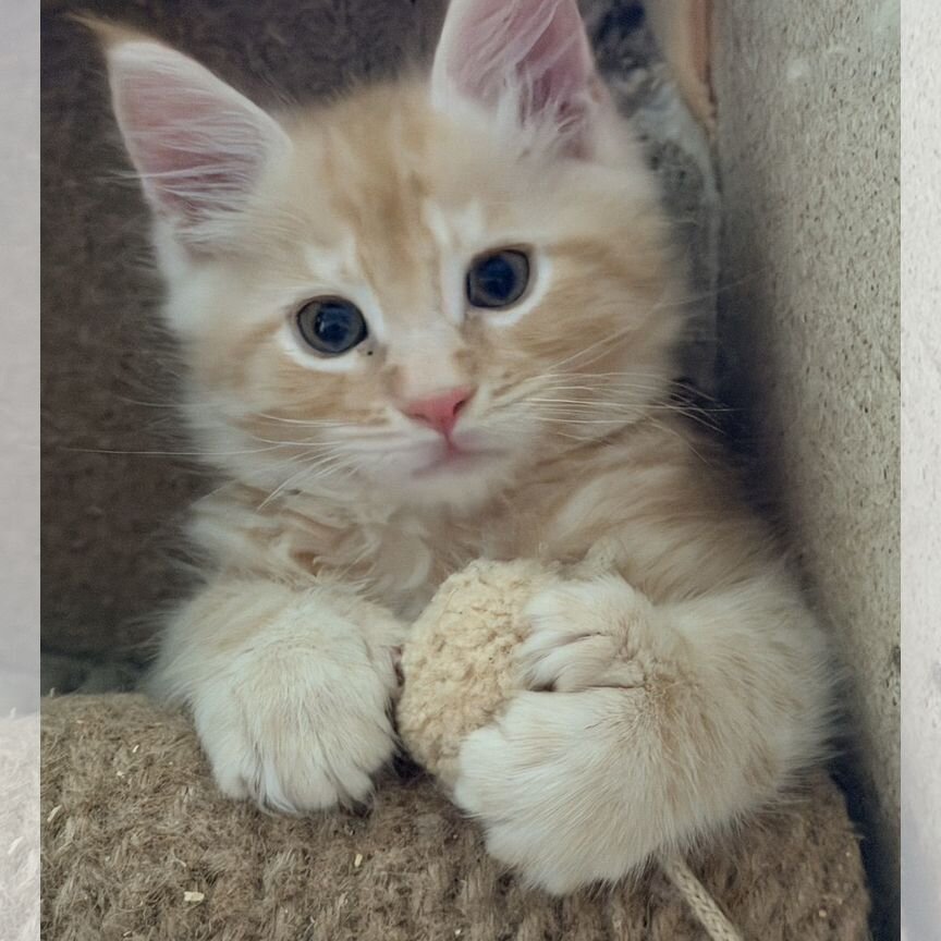 Мейн-кун котёнок