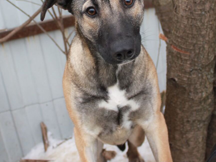 Собачка Уля ищет дом и семью